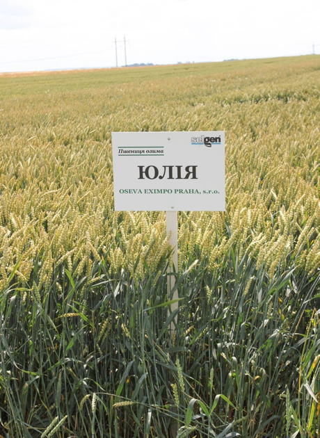 Семена пшеницы озимой Юлія Чехия 1-я репродукция Агросвит 50 кг ...