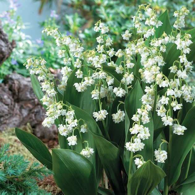 Семена ландыша майского (Convallaria majalis) 7 семян OGOROD – фото ...
