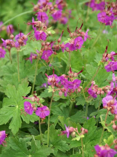 Герань мікс / Geranium miх С1,5/Н10 – фото, відгуки, характеристики в ...
