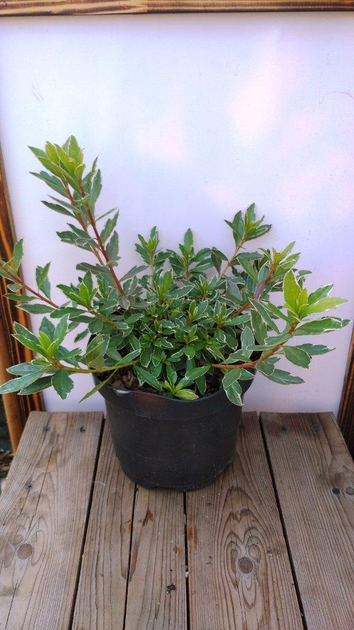Рододендрон (Азалия) Хот Шот Вариегата / Rhododendron Variegata Hot ...