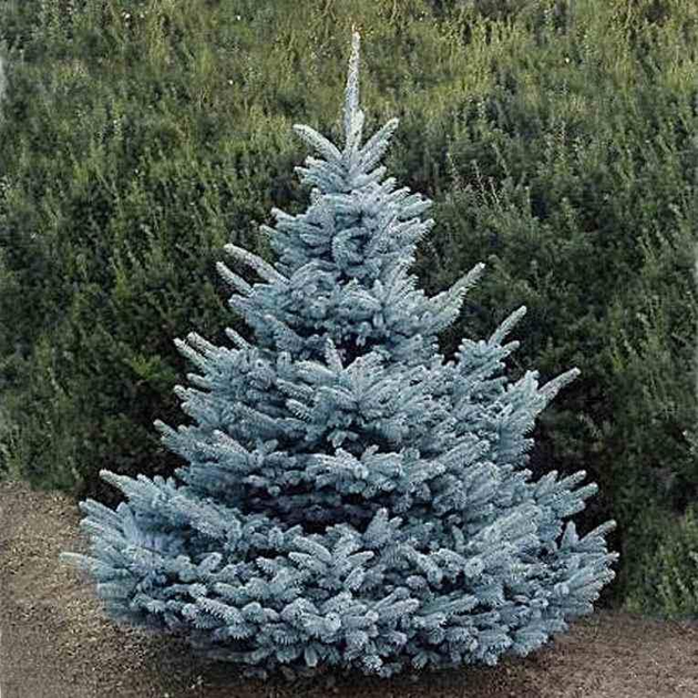 Ель колючая голубая Супер Блю Сидлинг/ Picea pungens Super Blue ...