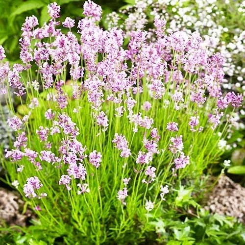 Лаванда Rosea розовая 11-20 см – купить онлайн на ROZETKA