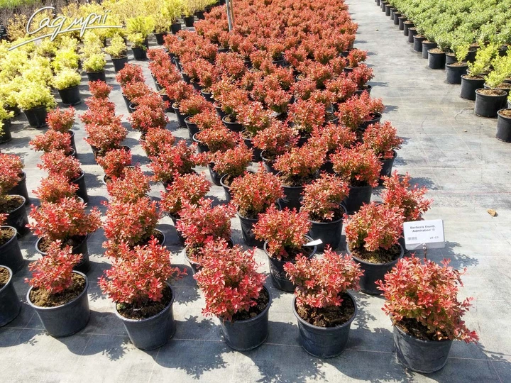 Саженцы барбариса Тунберга - ROZETKA | Купить барбарис Тунберга саженец ...