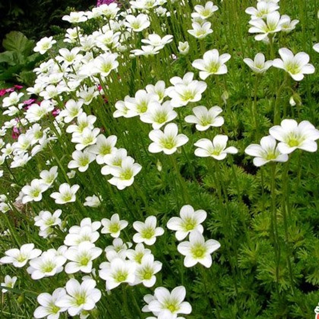 Саженцы Камнеломки Арендса белая (Saxifraga Arendsii) Р9, сеянец – фото ...