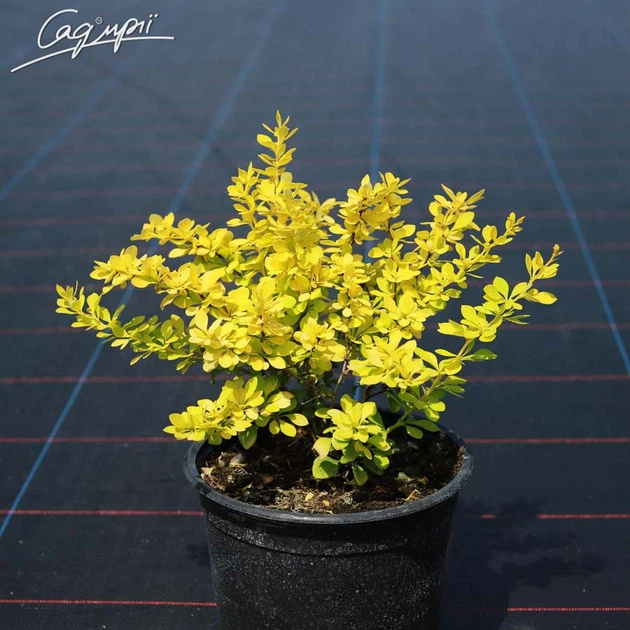 Саженцы барбариса Тунберга - ROZETKA | Купить барбарис Тунберга саженец ...