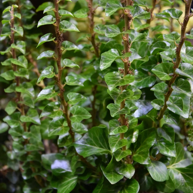 Плющ Эректа Hedera Helix Erecta, размер горшка 13" (RG069) – купить ...