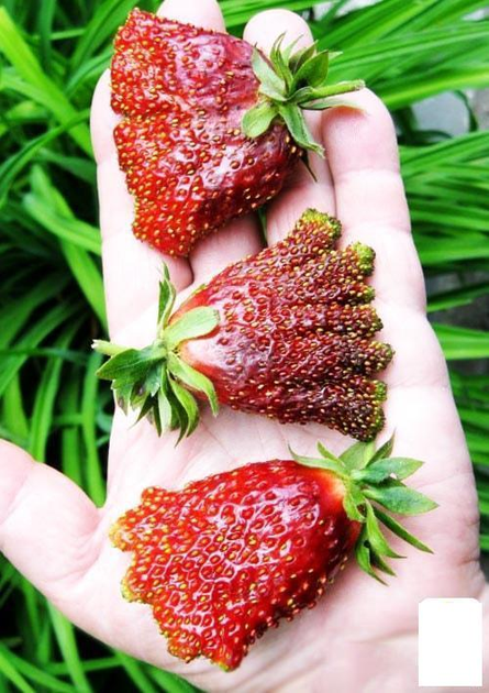 Земклубника "Купчиха" 5шт (раннего срока созревания, сорт устойчив к ...