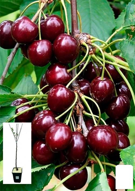Вишня кустовая "Кармин Джуэл" укорененная в контейнере (саженец 2 года ...