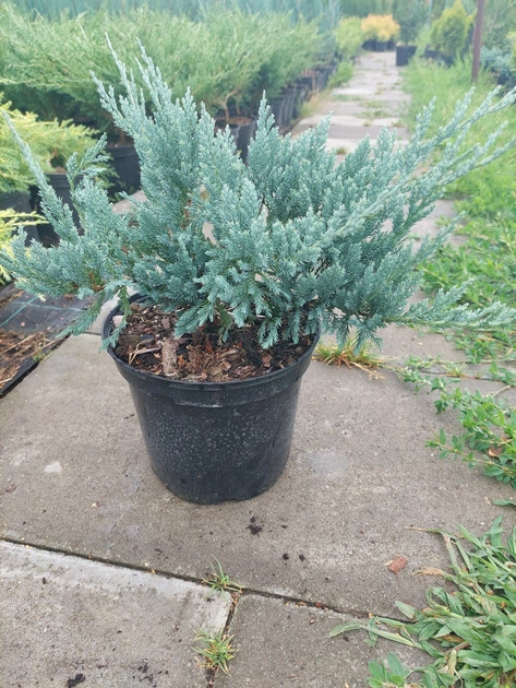 Ялівець горизонтальний Блю Чіп (Juniperus horizontalis "Blue Chip")_с2 ...