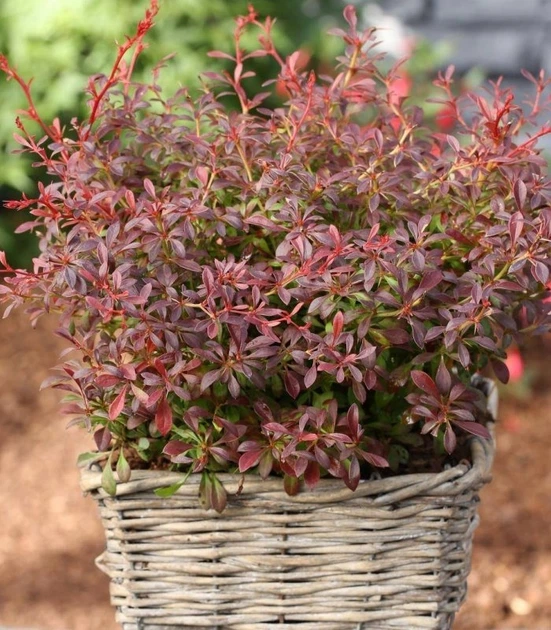 Саженцы барбариса Тунберга - ROZETKA | Купить барбарис Тунберга саженец ...