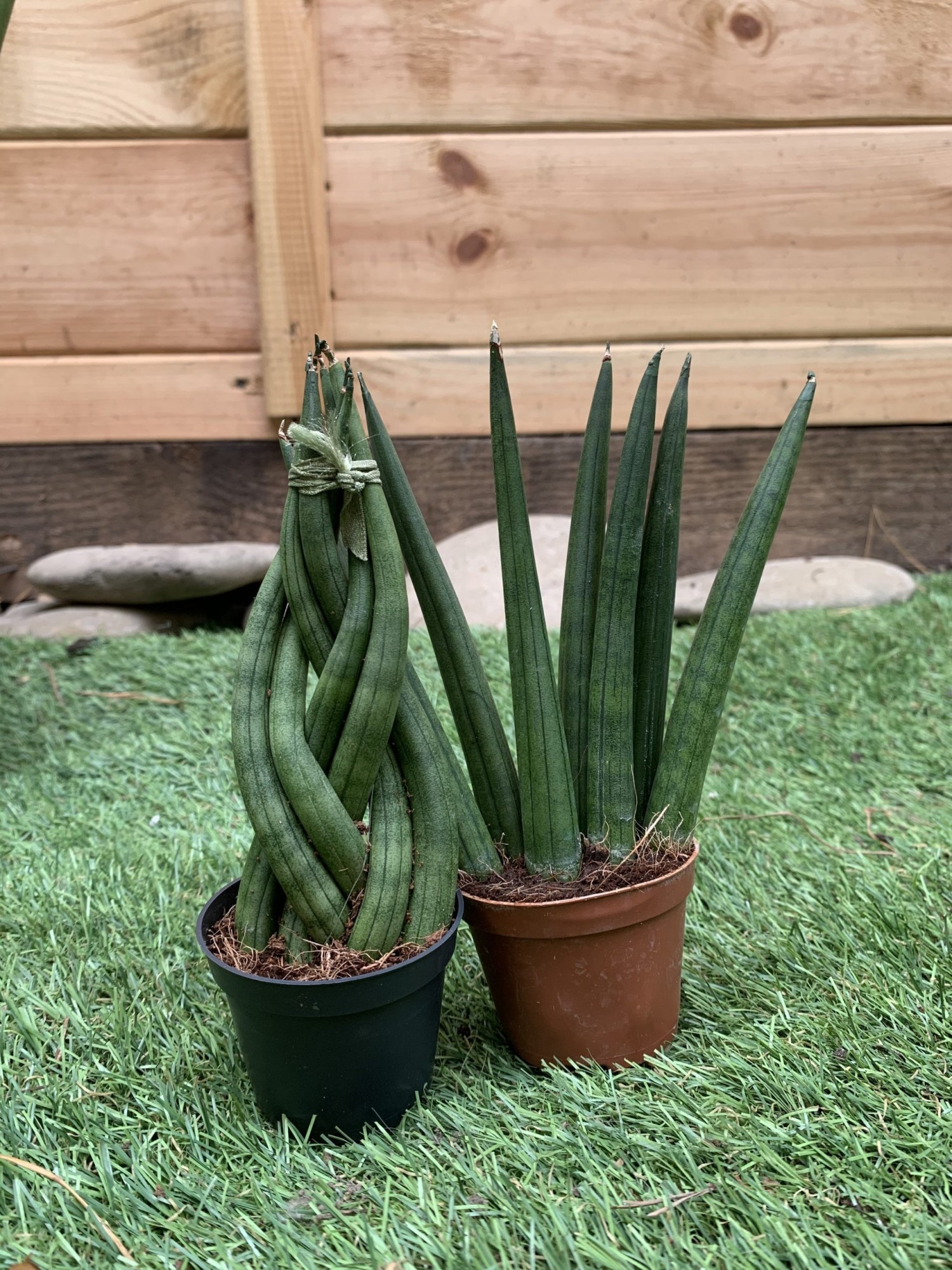 Міні Сансевієрія Циліндрична Sansevieria Cyldindrica, висота 10 - 15 см ...