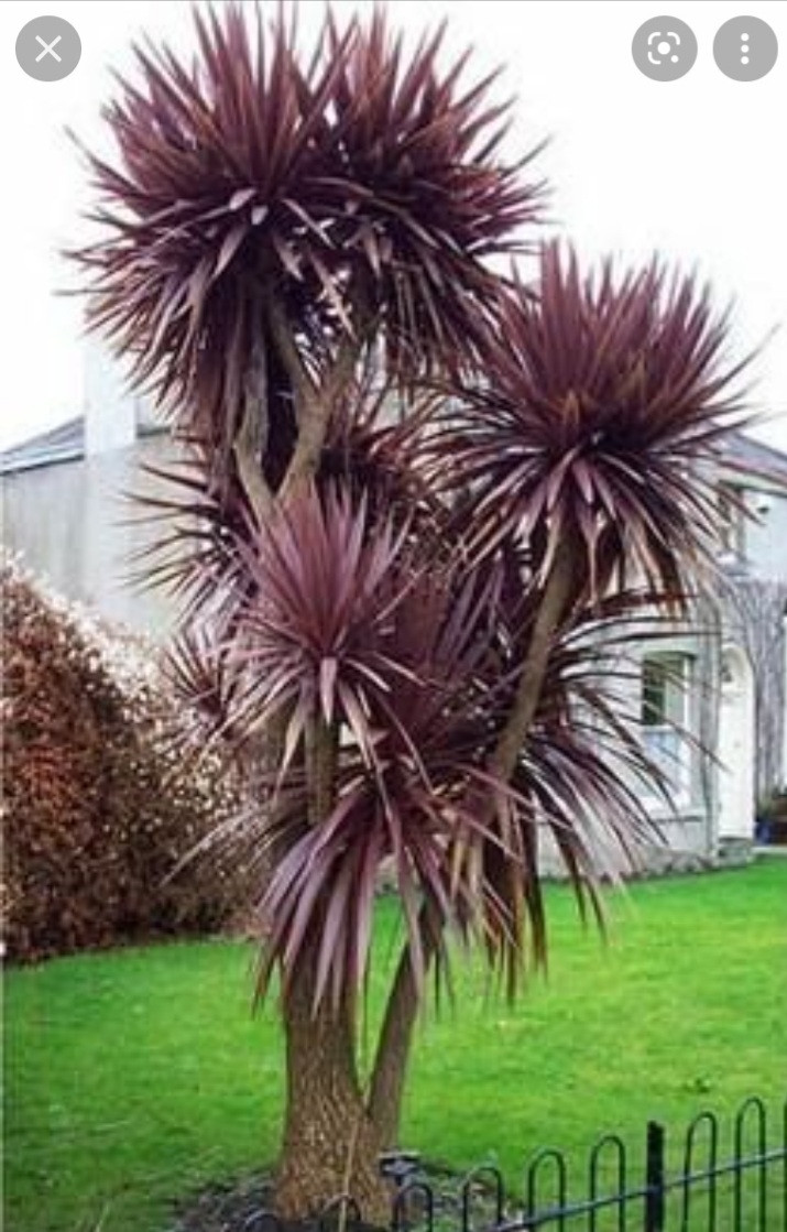 Корделіна південна Пурпуреа / CORDYLINE australis Purpurea C3 H 40-60 ...